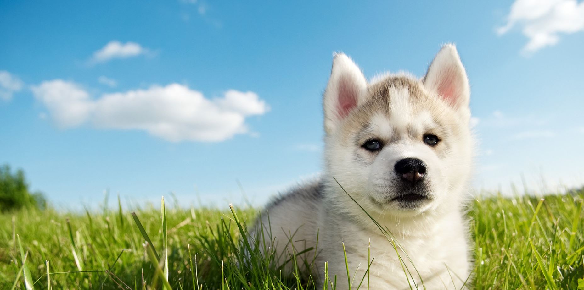 Fresh Patch - Disposable Real Grass Dog Potty