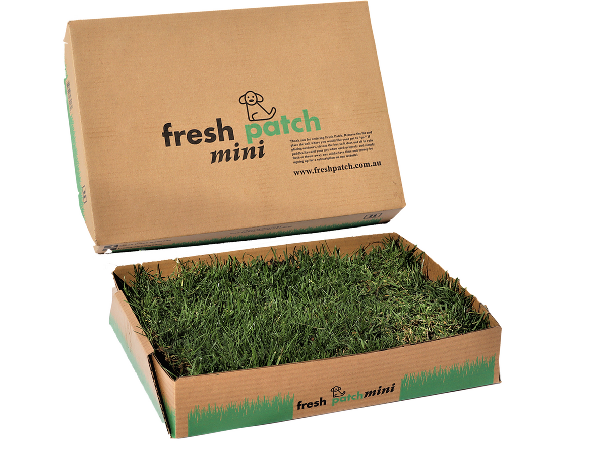 Fresh Patch - Real Grass Pee Pad for Dogs