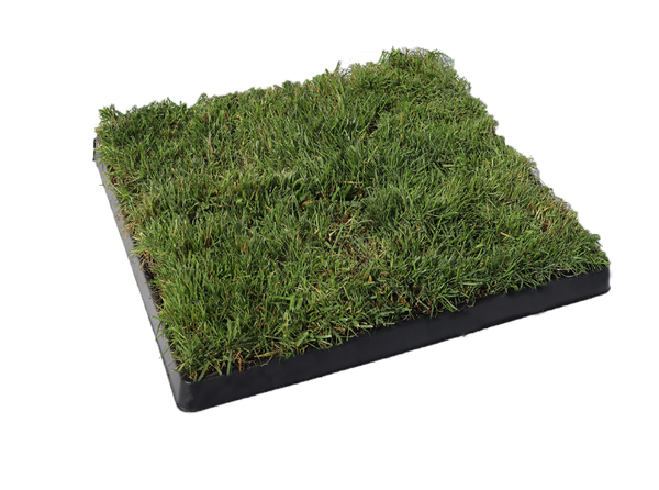 Medium Fresh Patch Real Grass Dog Potty