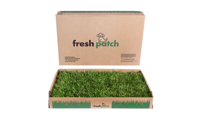 Small Fresh Patch Real Grass Dog Potty